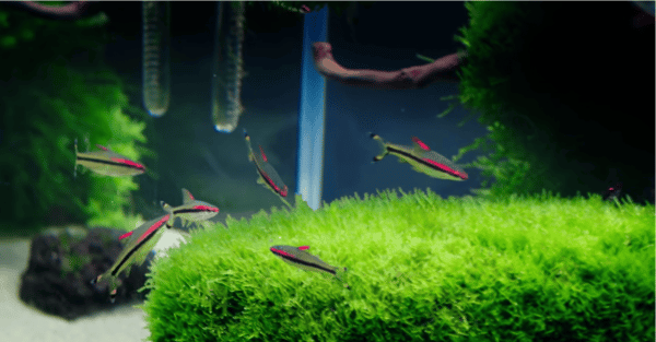 Eastern Node - Phosphorus Adsorbing Pellets